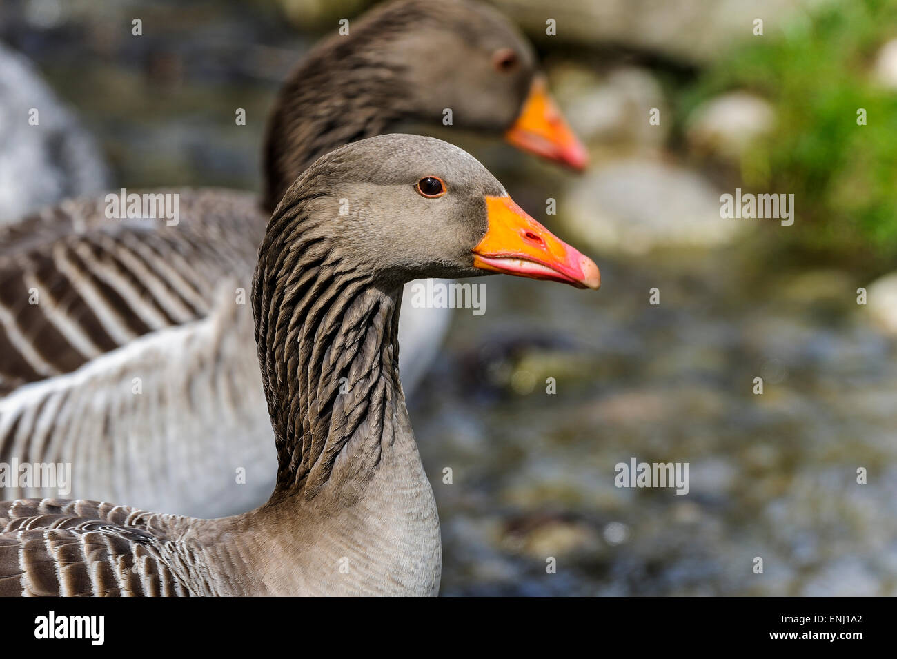 anser anser, greylag goose Stock Photo - Alamy