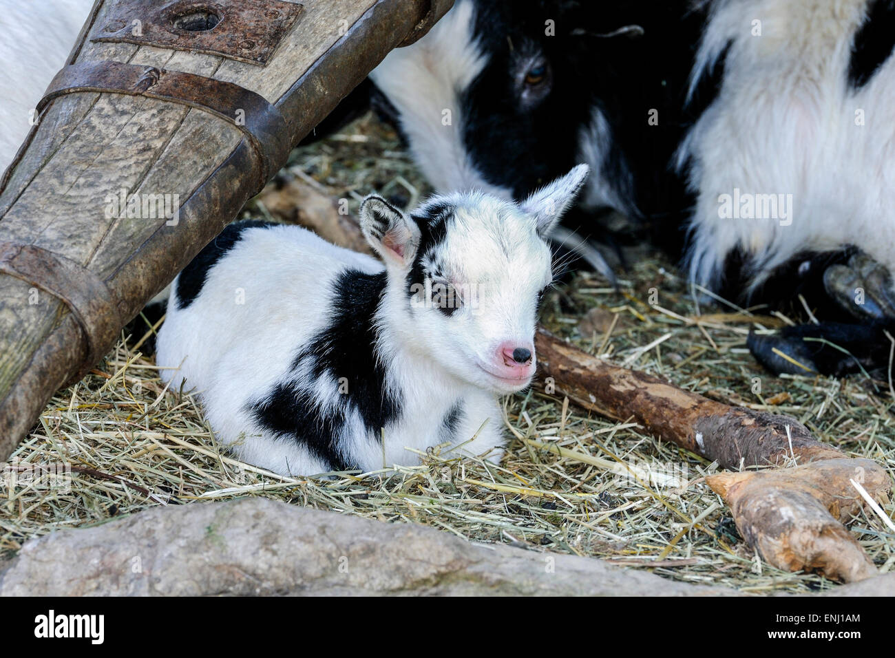 goat, capra aegagrus hircus Stock Photo - Alamy