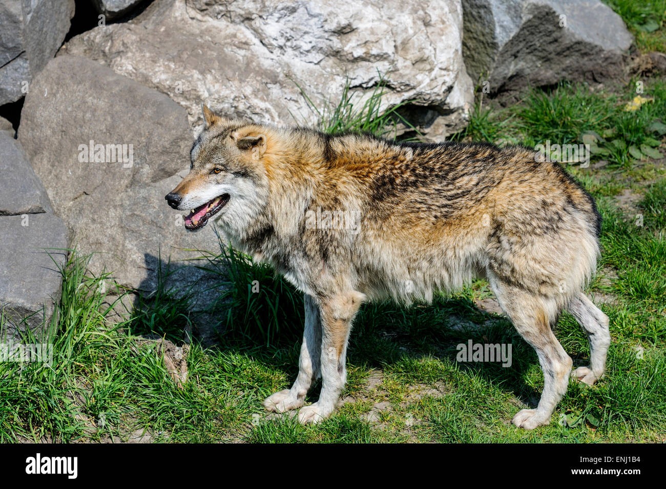 Staring Wolf High Resolution Stock Photography and Images - Alamy