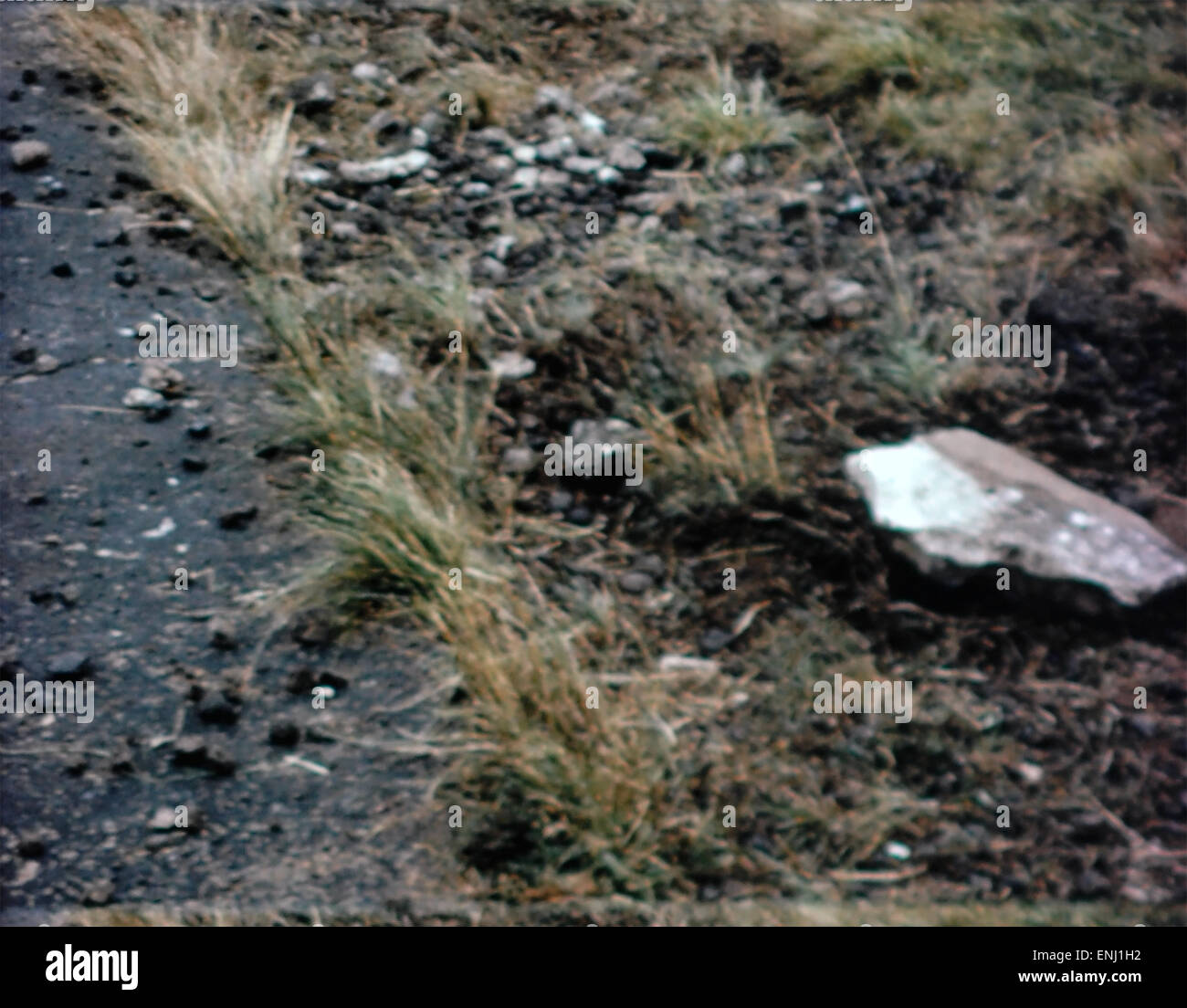 P 1127 kestrel hi-res stock photography and images - Alamy