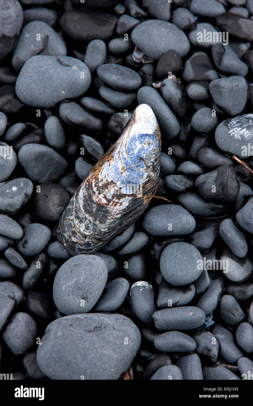 Mussell hi-res stock photography and images - Alamy