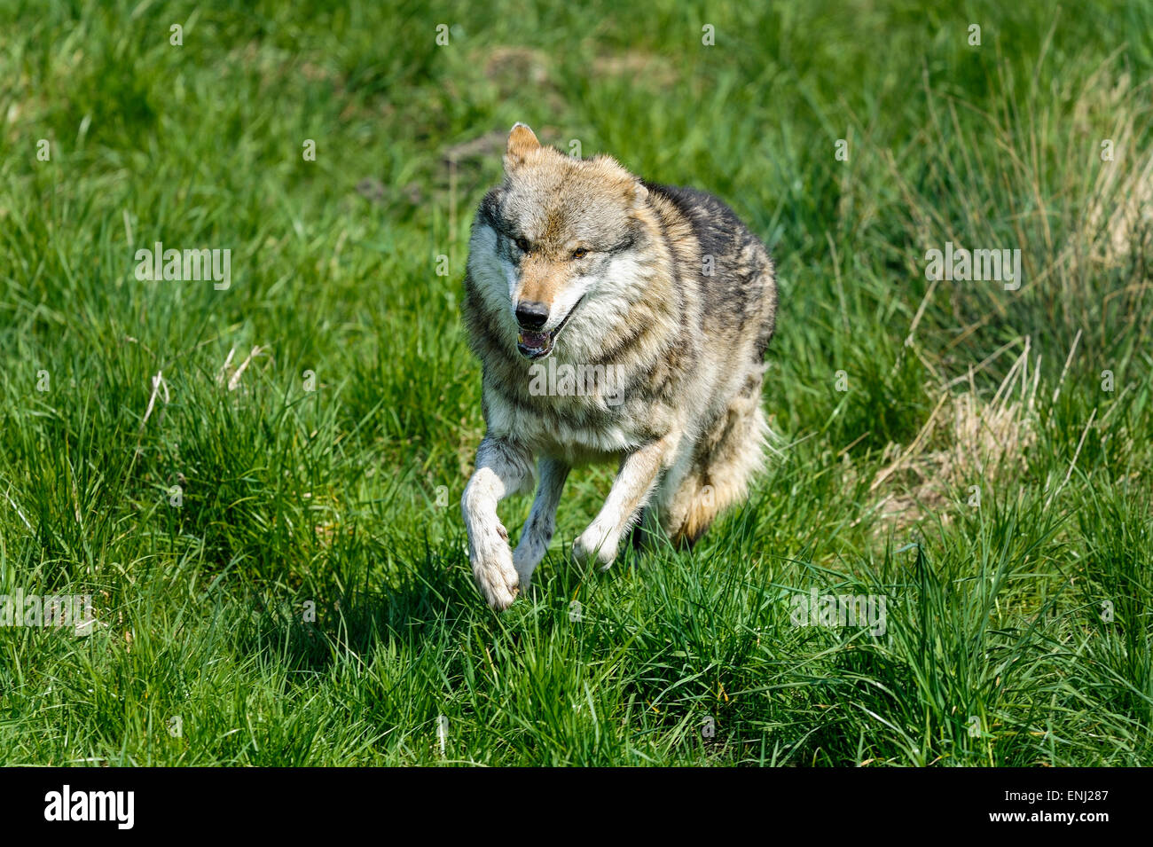 wolf, canis lupus Stock Photo - Alamy