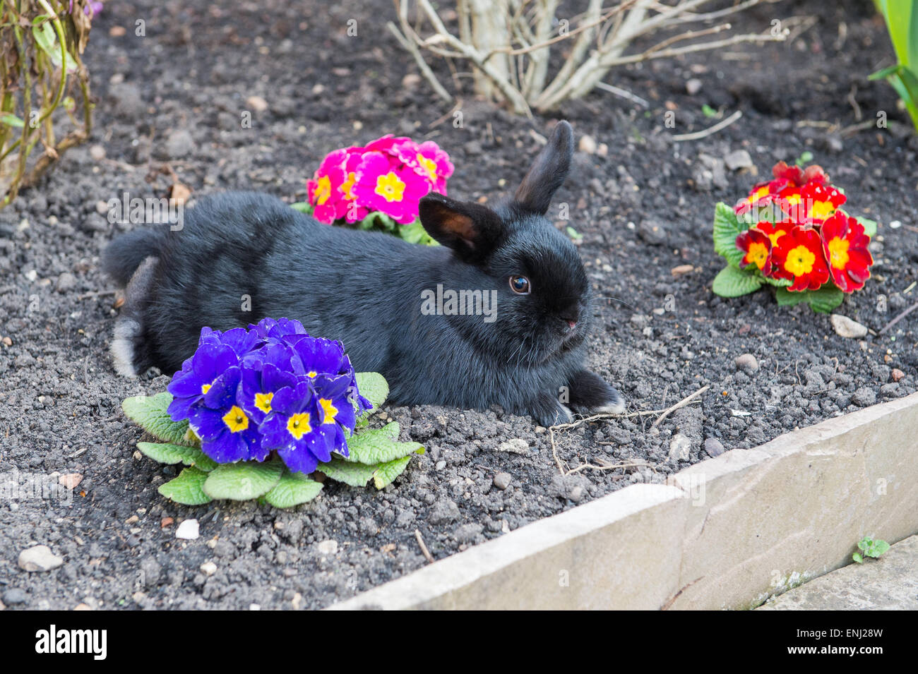 Mini lop rabbits hi-res stock photography and images - Alamy