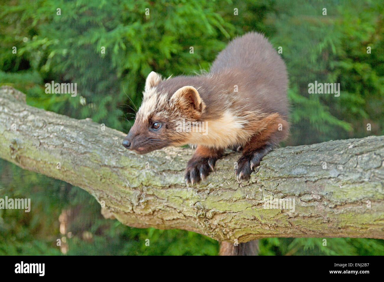 Martin and martine hi-res stock photography and images - Alamy