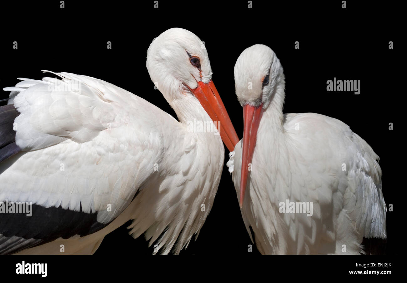 White Storks (ciconia ciconia Stock Photo - Alamy