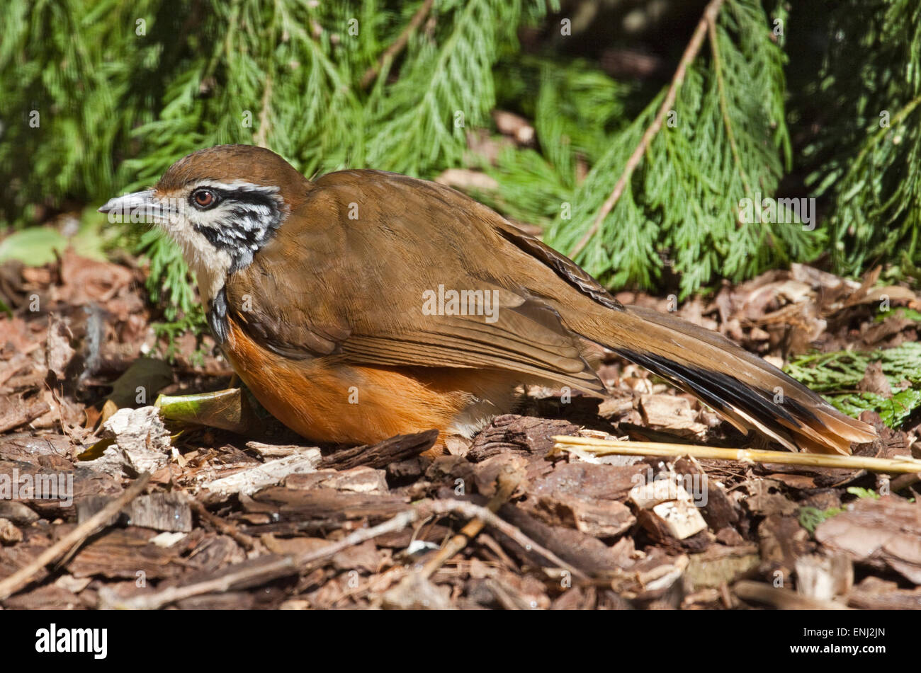 Greater Necklaced Laughingthrush (garrulax pectoralis Stock Photo - Alamy