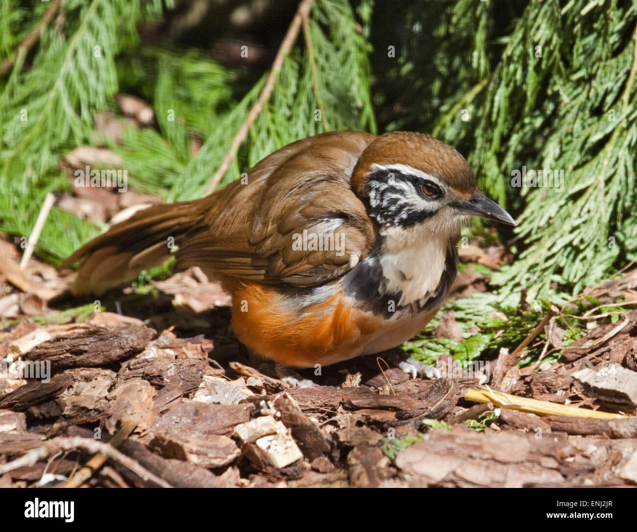 Greater Necklaced Laughingthrush (garrulax pectoralis Stock Photo - Alamy