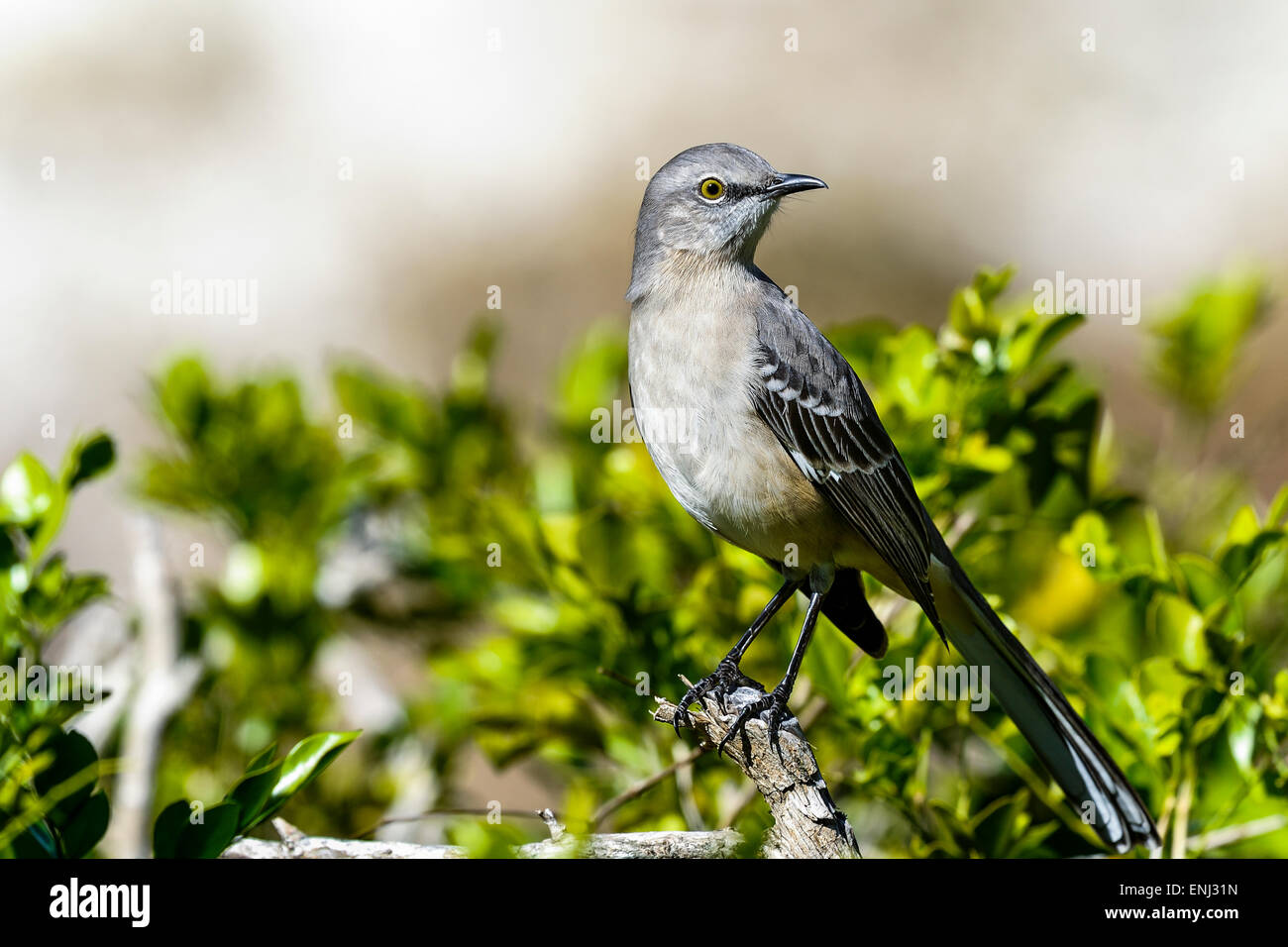 Mockingbird hi-res stock photography and images - Alamy