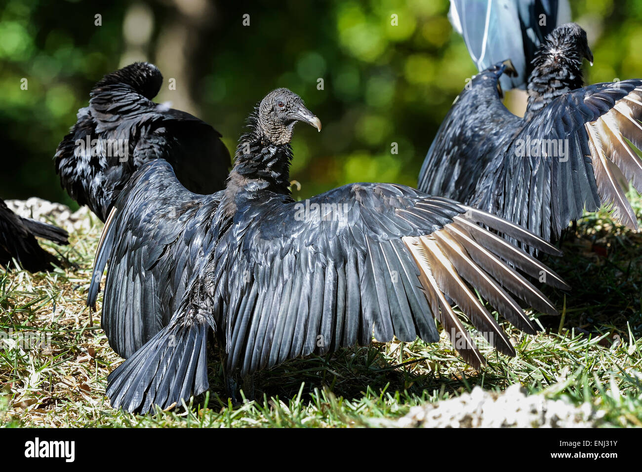coragyps atratus, black vulture Stock Photo - Alamy