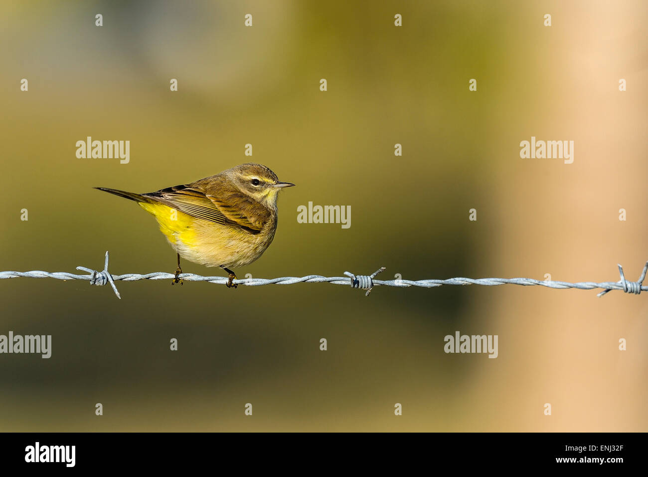 Dendroica Stock Photos & Dendroica Stock Images - Alamy