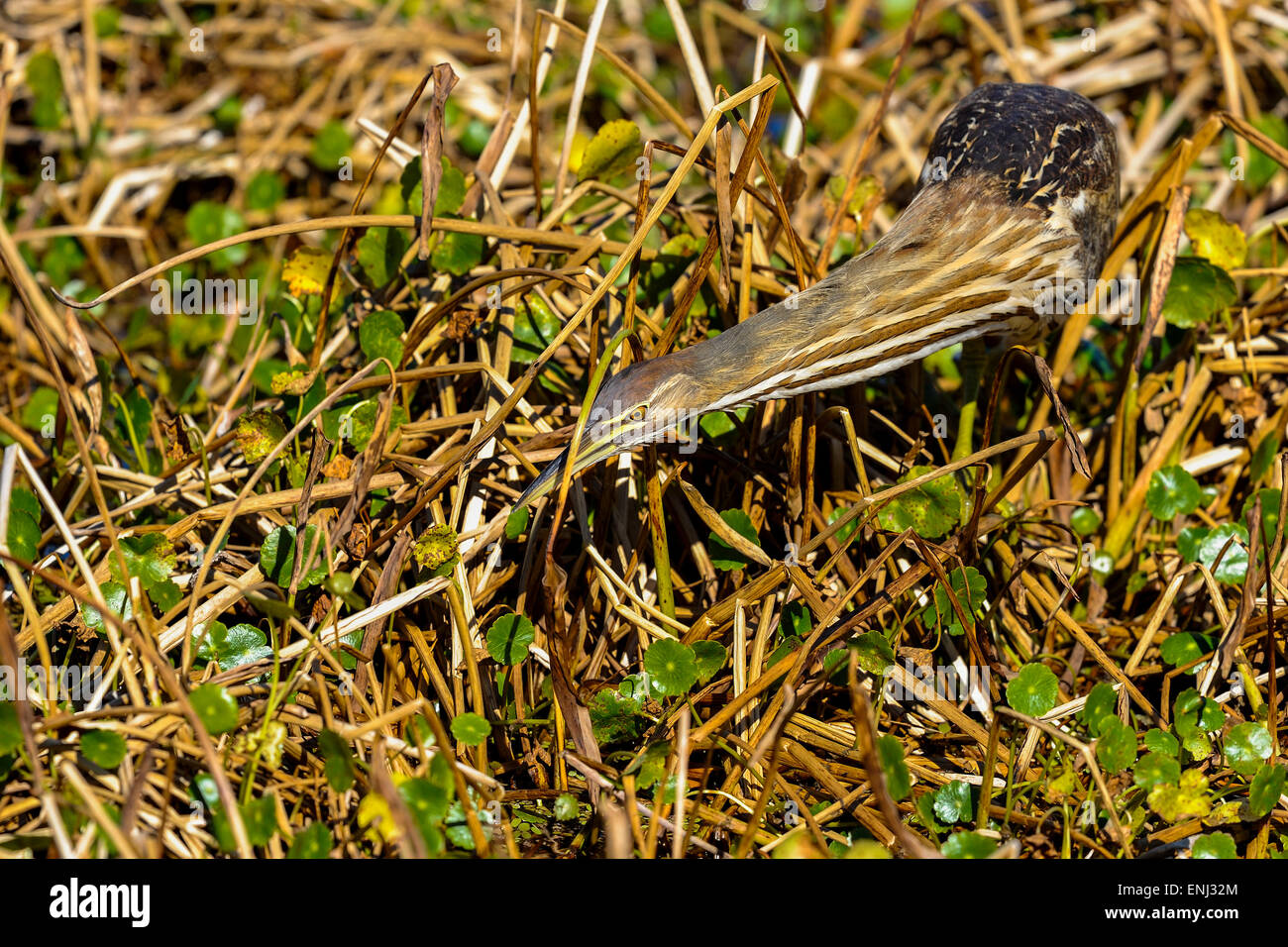 American bittern hi-res stock photography and images - Alamy