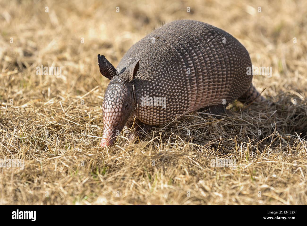 Armadillo hi-res stock photography and images - Alamy
