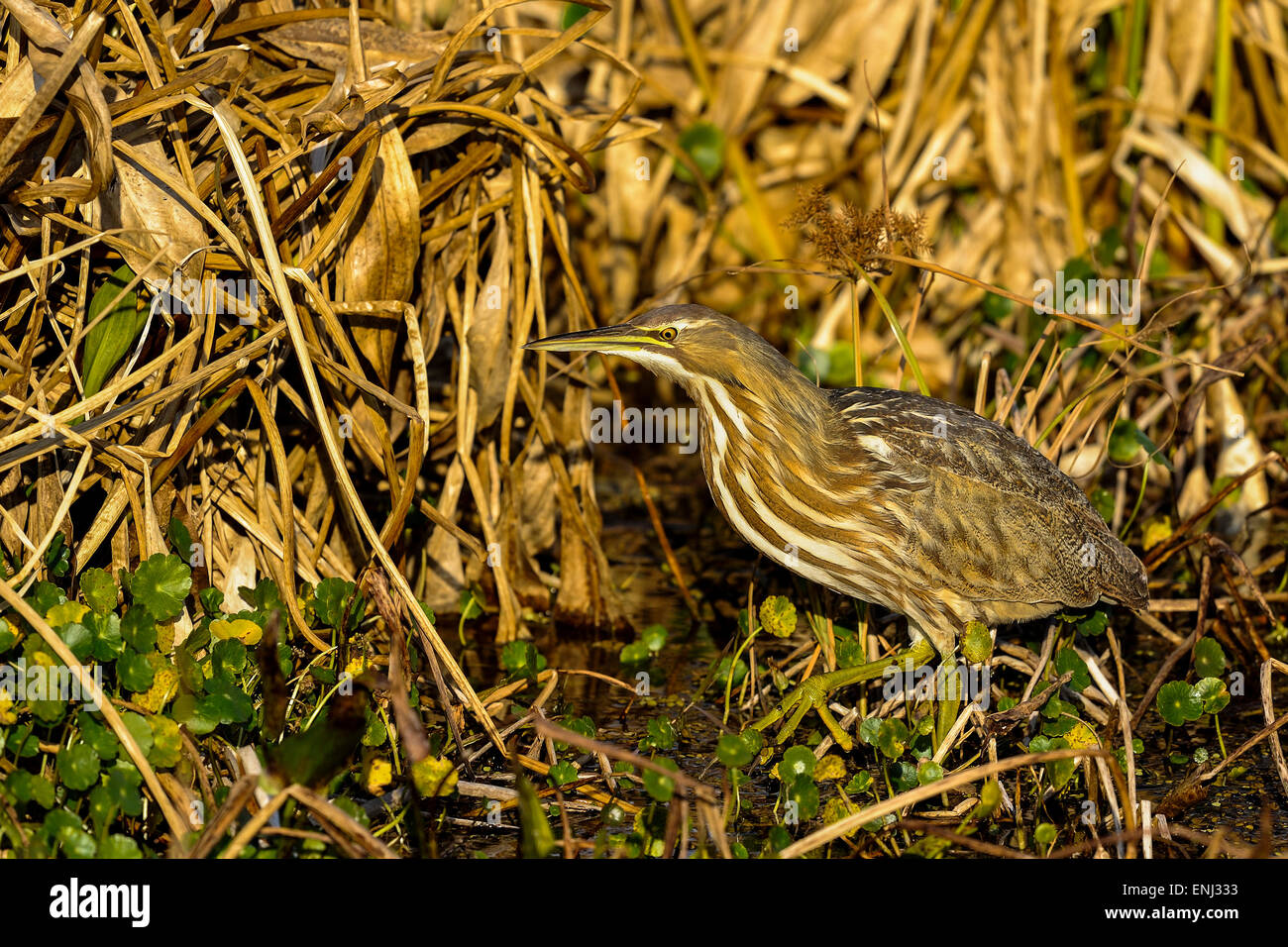american bittern, botaurus lentiginosus Stock Photo - Alamy