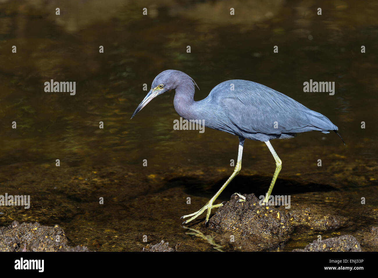 egretta caerulea, little blue heron Stock Photo - Alamy