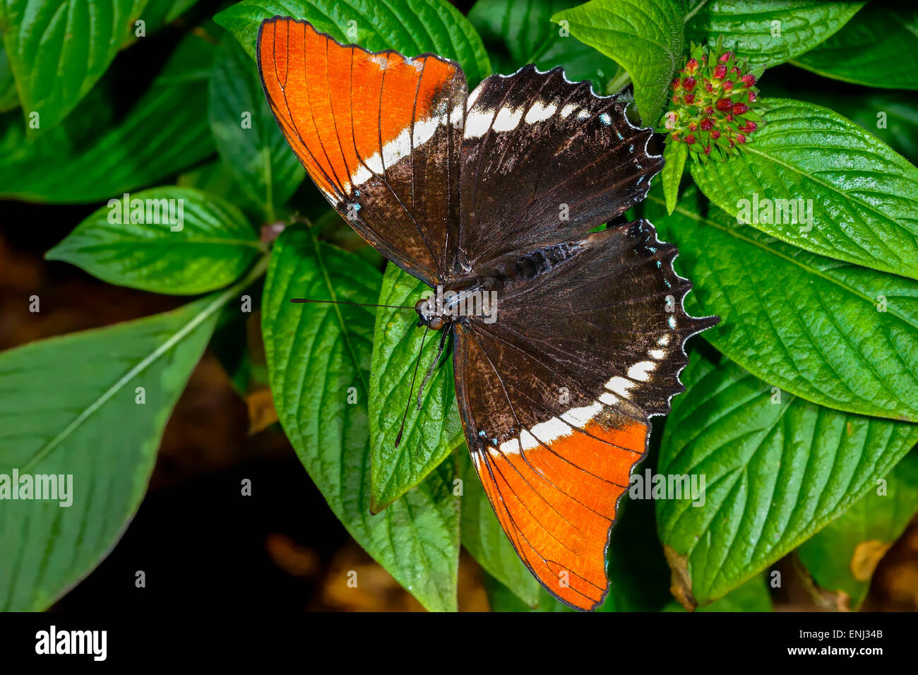 Epaphus hi-res stock photography and images - Alamy