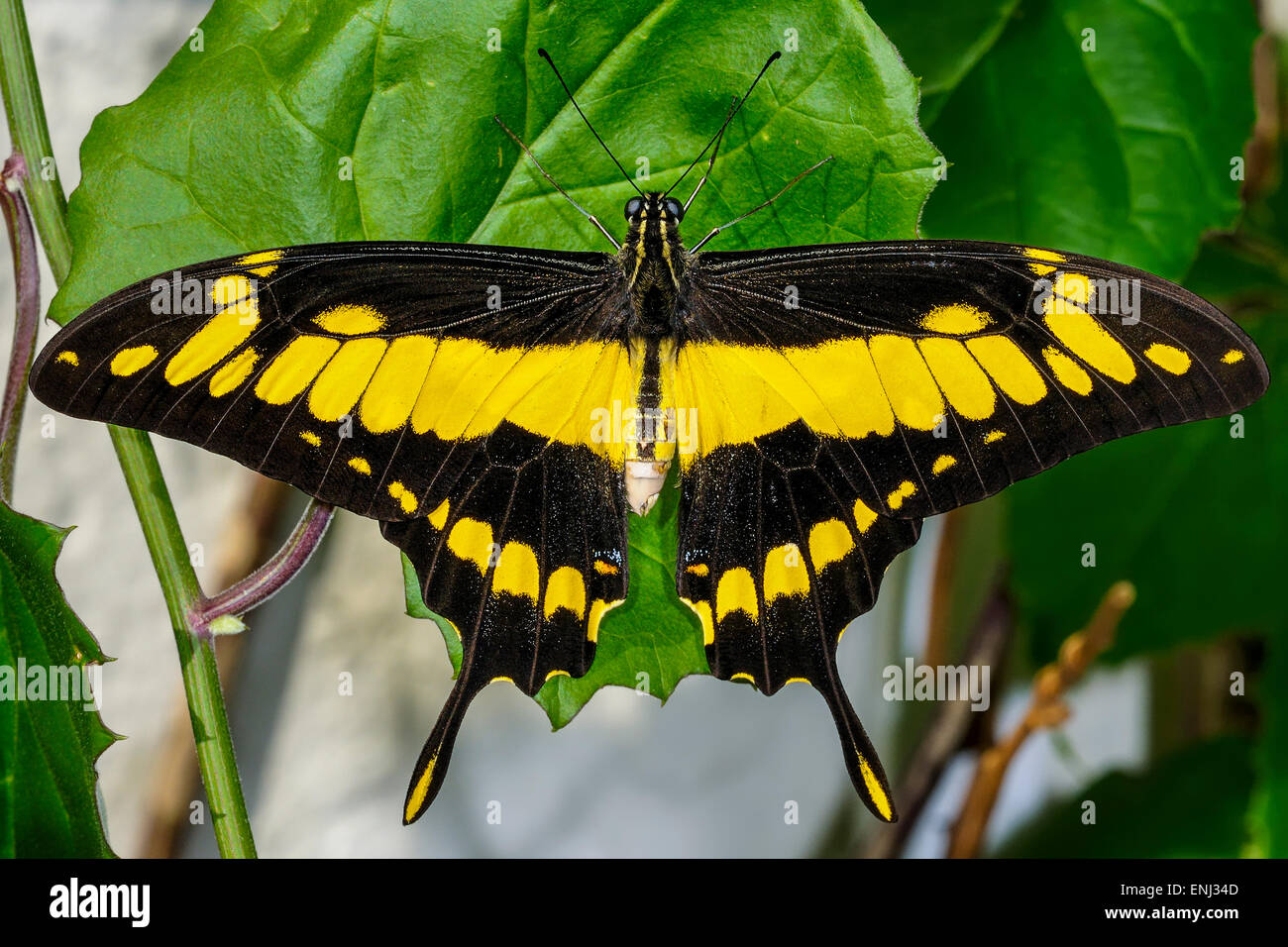 thoas swallowtail, papilio thoas Stock Photo - Alamy