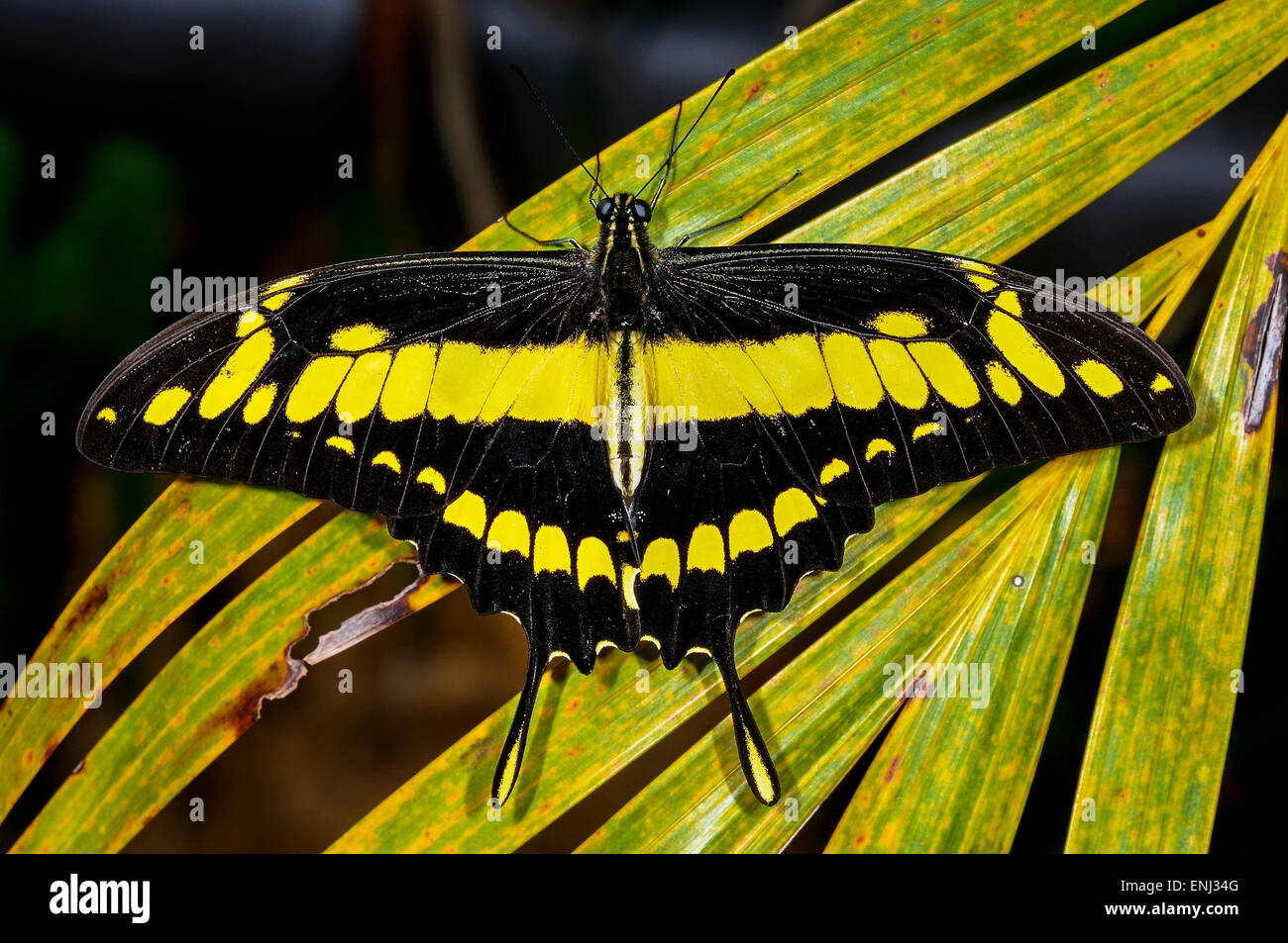 Thoas swallowtail hi-res stock photography and images - Alamy