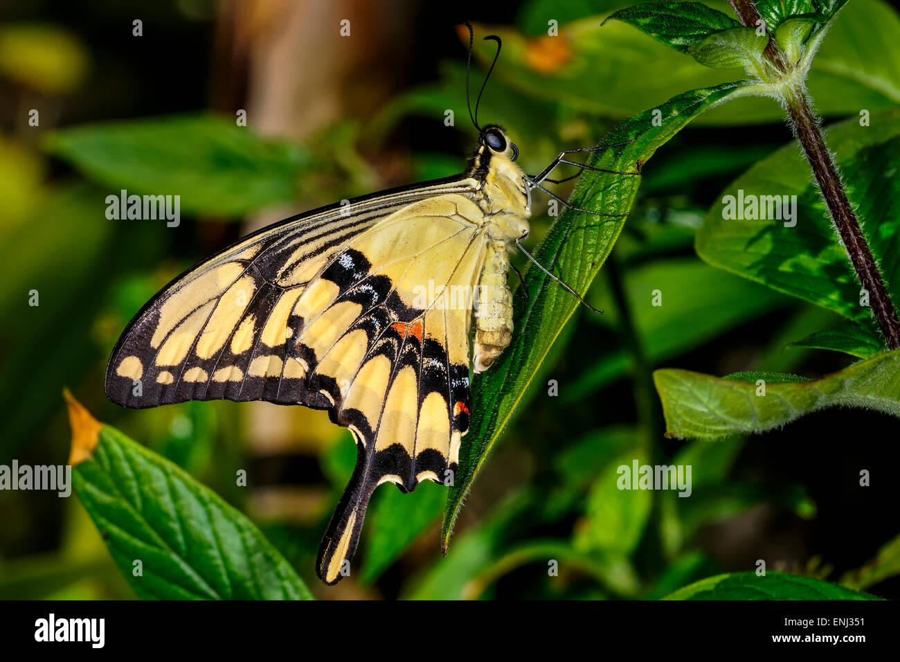 thoas swallowtail, papilio thoas Stock Photo - Alamy
