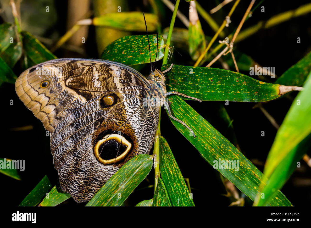 caligo atreus, owl butterfly Stock Photo - Alamy