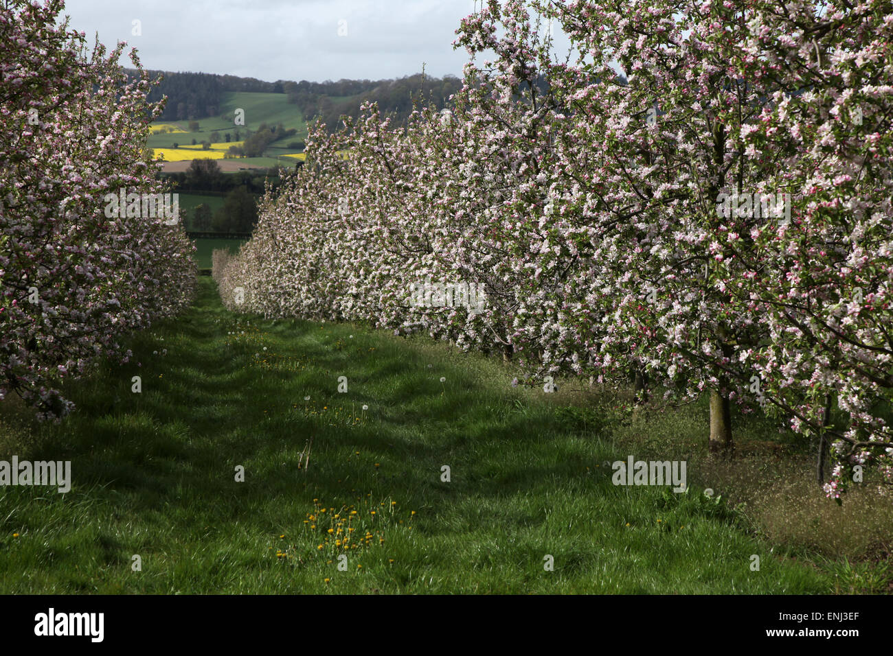 Welsh apple hi-res stock photography and images - Alamy