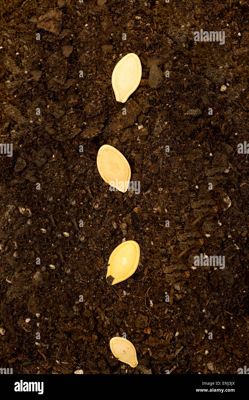 Corn Seed Soil High Resolution Stock Photography and Images - Alamy