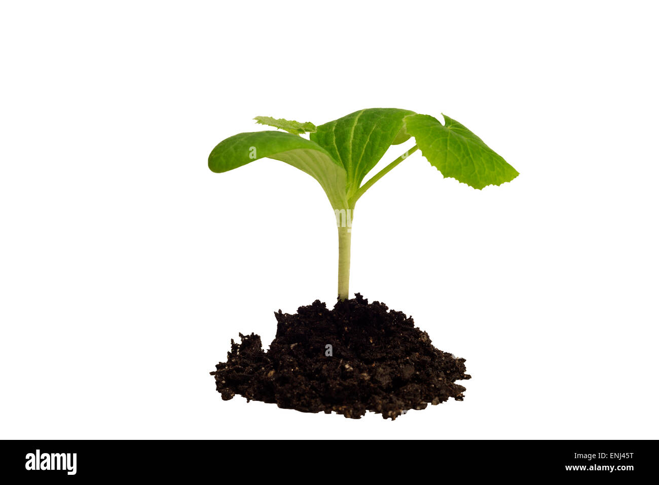 Squash seedling hi-res stock photography and images - Alamy