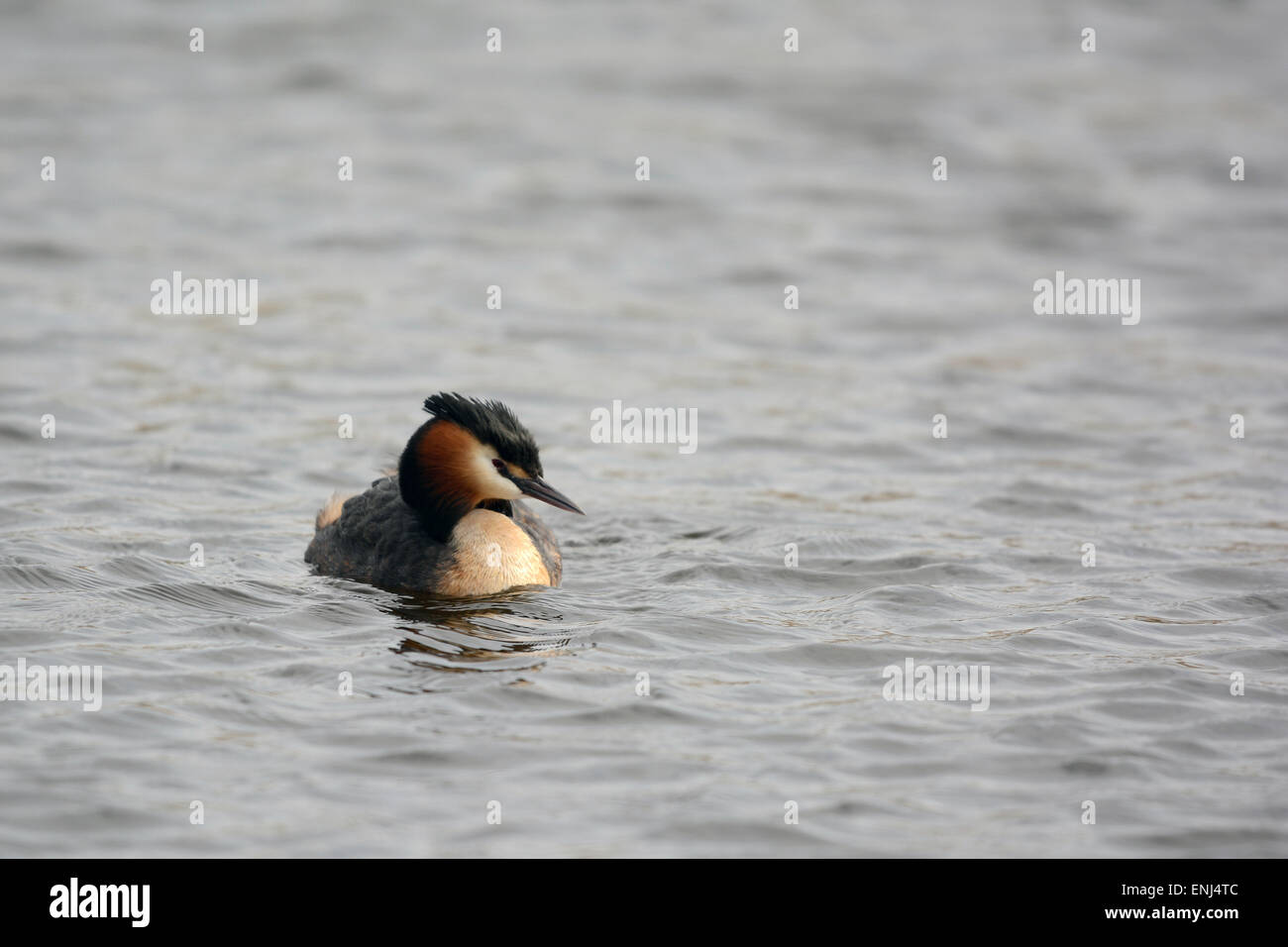 Great Crested Grebe swimming in water Stock Photo - Alamy