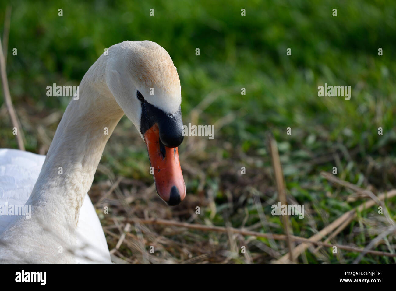 Mute swan sitting on nest in Dutch polder Arkemheen Stock Photo - Alamy