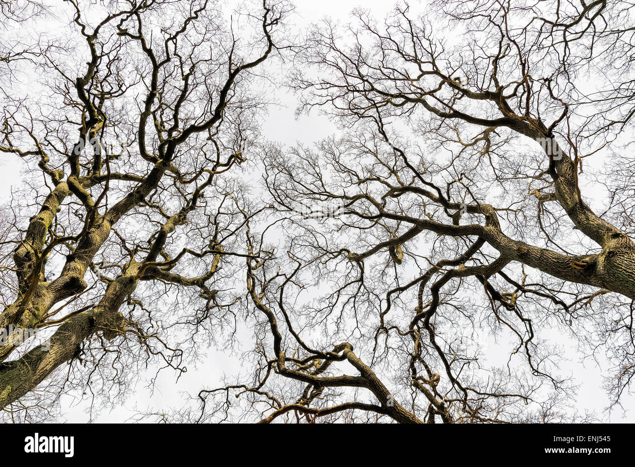 Picture on treetops with leafless trees Stock Photo - Alamy