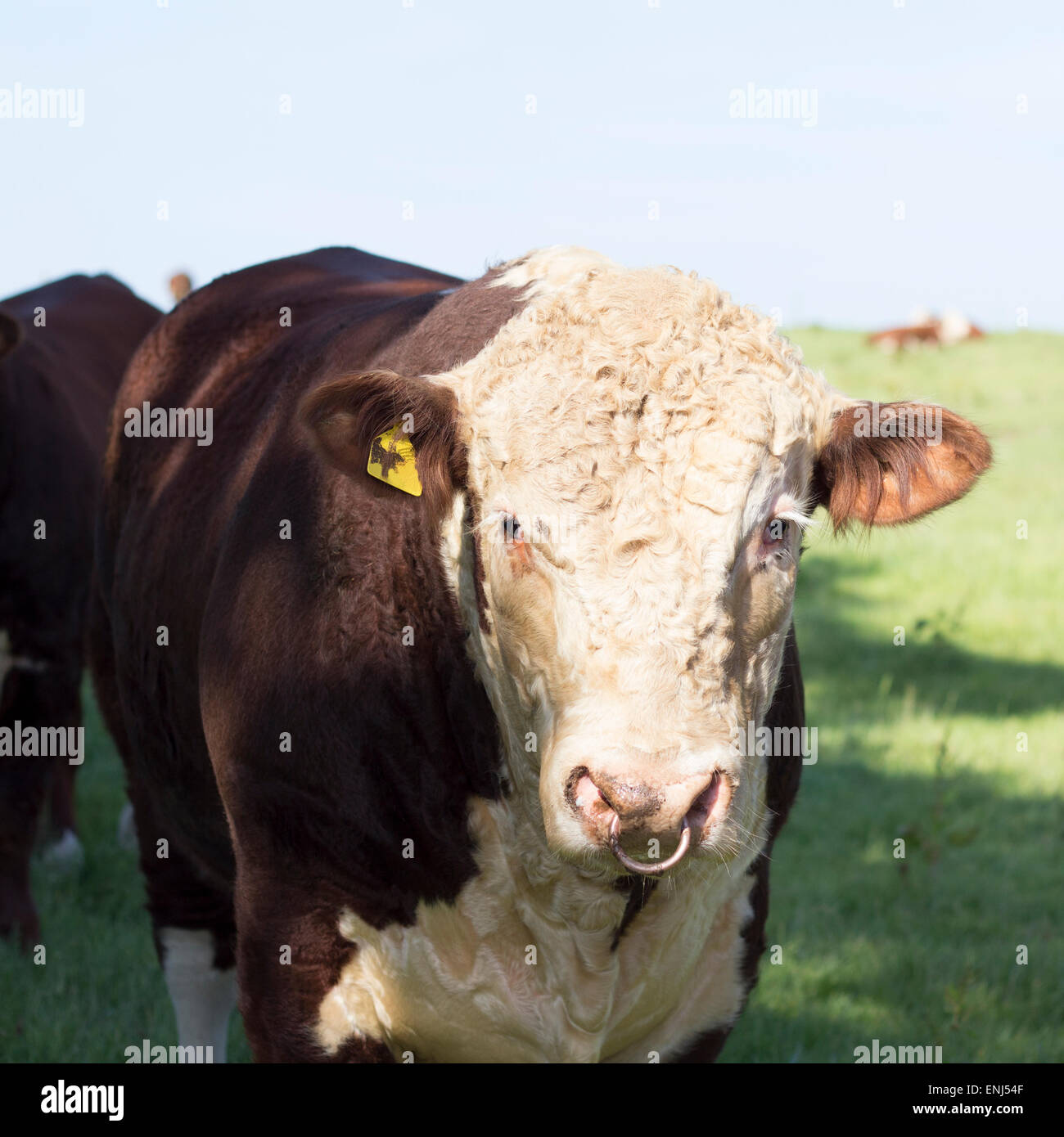 Calf portrait hi-res stock photography and images - Alamy