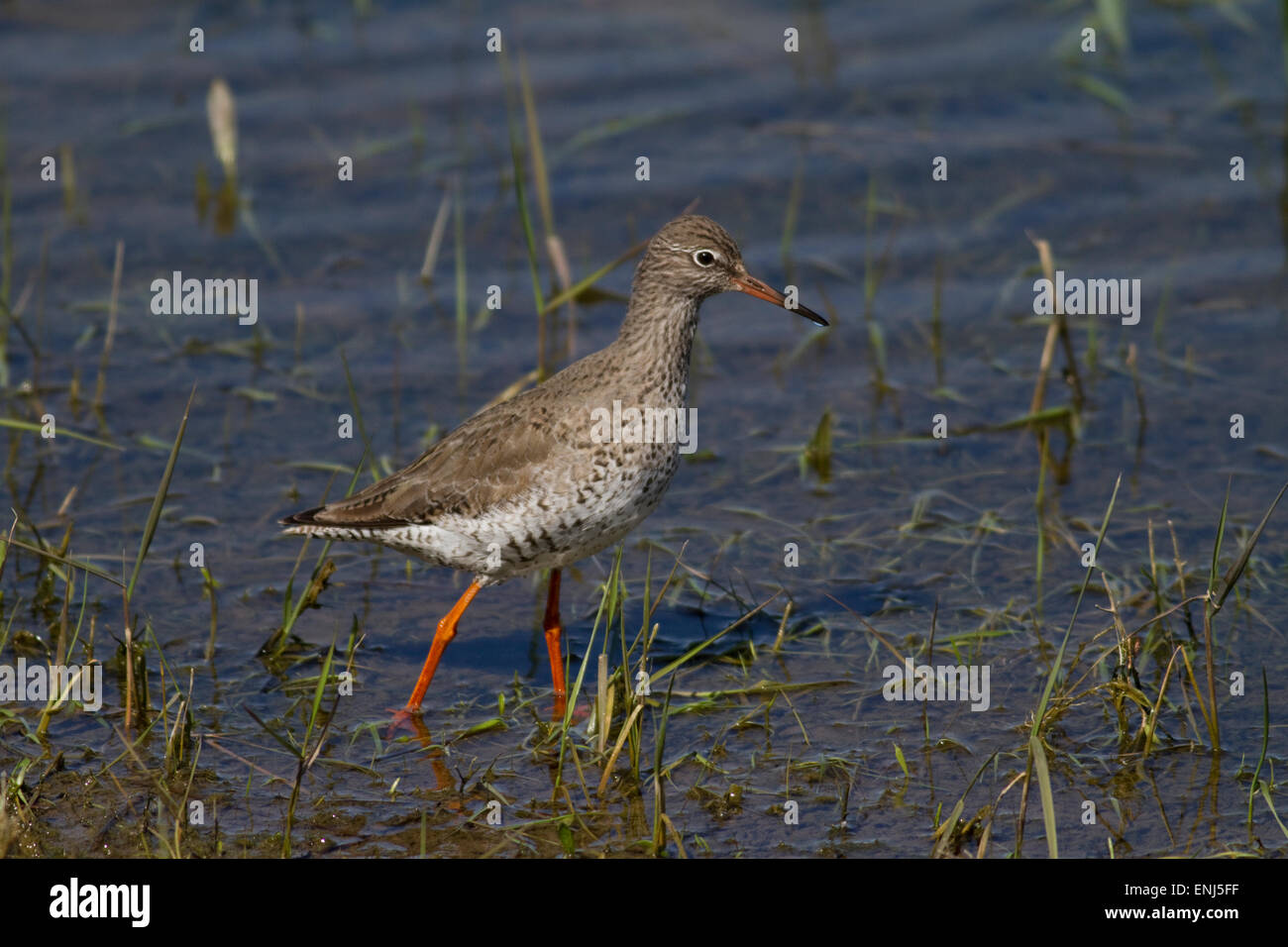 Redshank feeding at the waters edge Stock Photo - Alamy