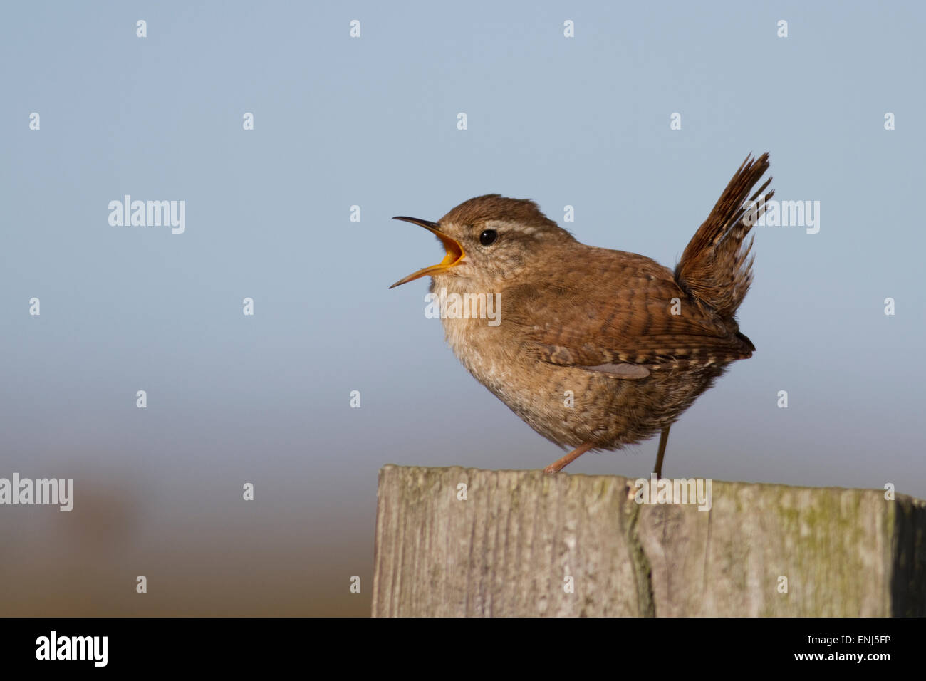 Song wren hi-res stock photography and images - Alamy