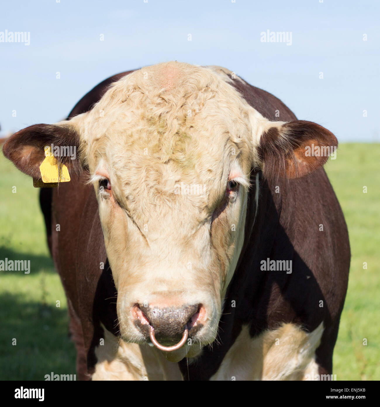 Portrait of a calf Stock Photo - Alamy