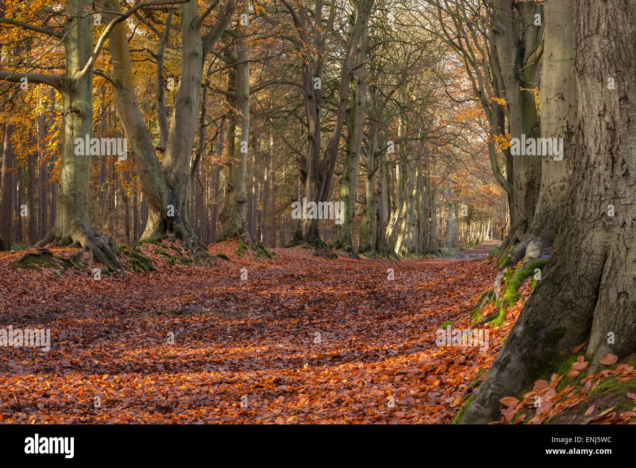 Autumn colours within the avenue of ancient beech trees catching the ...