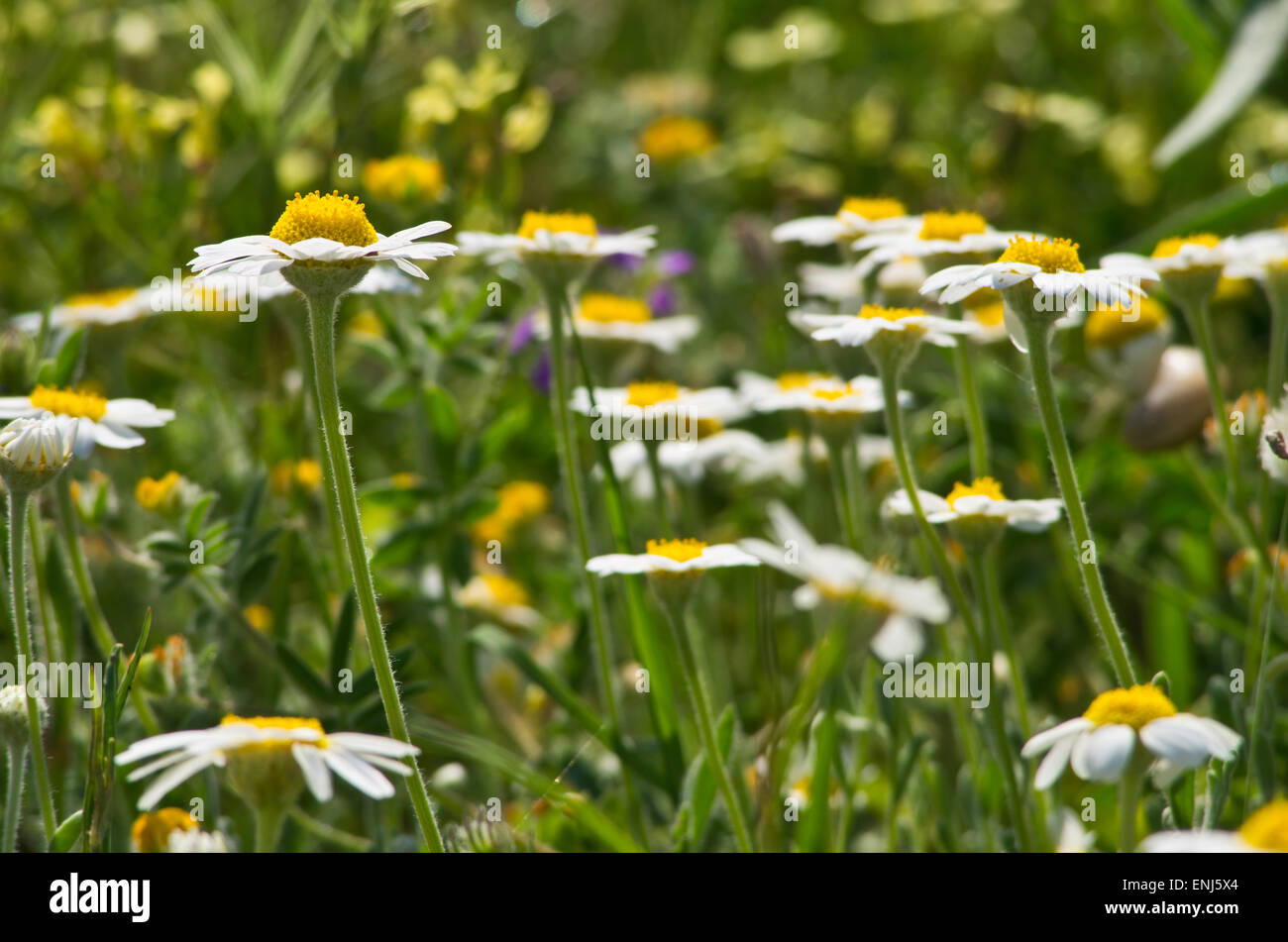 Field of camomile hi-res stock photography and images - Alamy