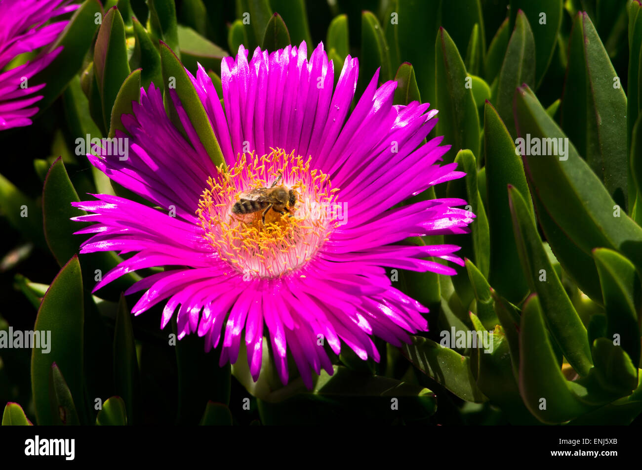 A bee on a seaside flower near Mediterranean coast in Grece Stock Photo ...