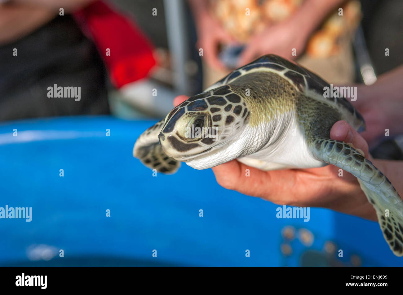 A vet holding a rescued turtle at The Turtle Hospital. Marathon ...