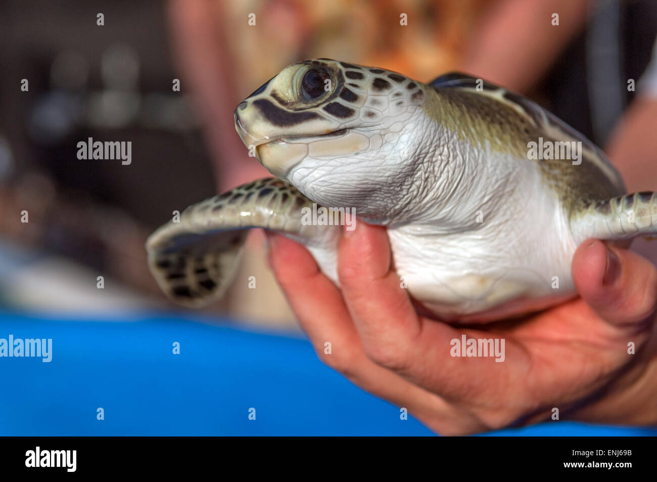 A vet holding a rescued turtle at The Turtle Hospital. Marathon ...