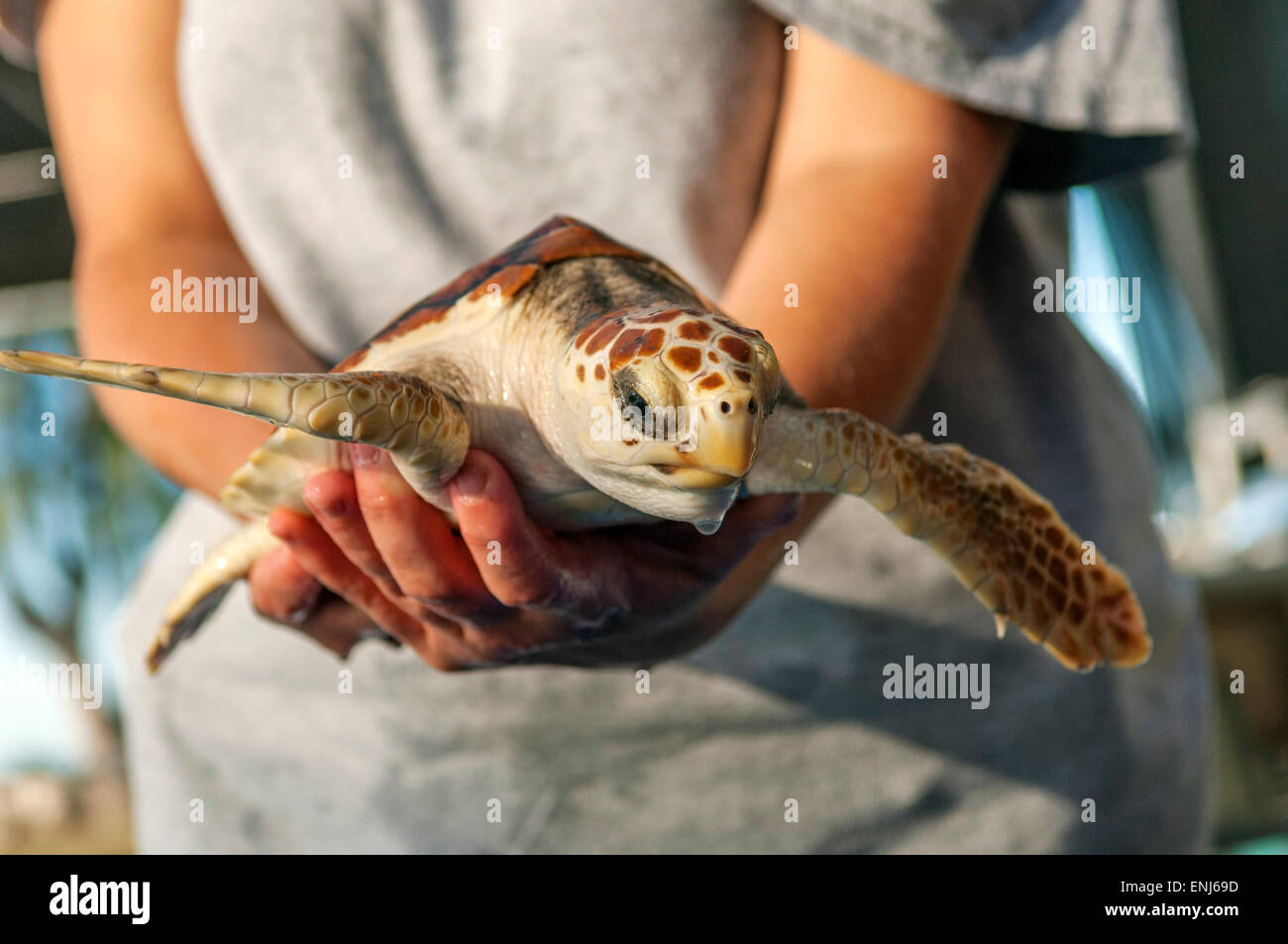 A vet holding a sick and injured turtle at The Turtle Hospital ...