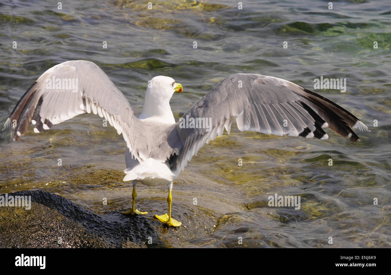 Seagull spreading wings on a rock by the sea Stock Photo - Alamy