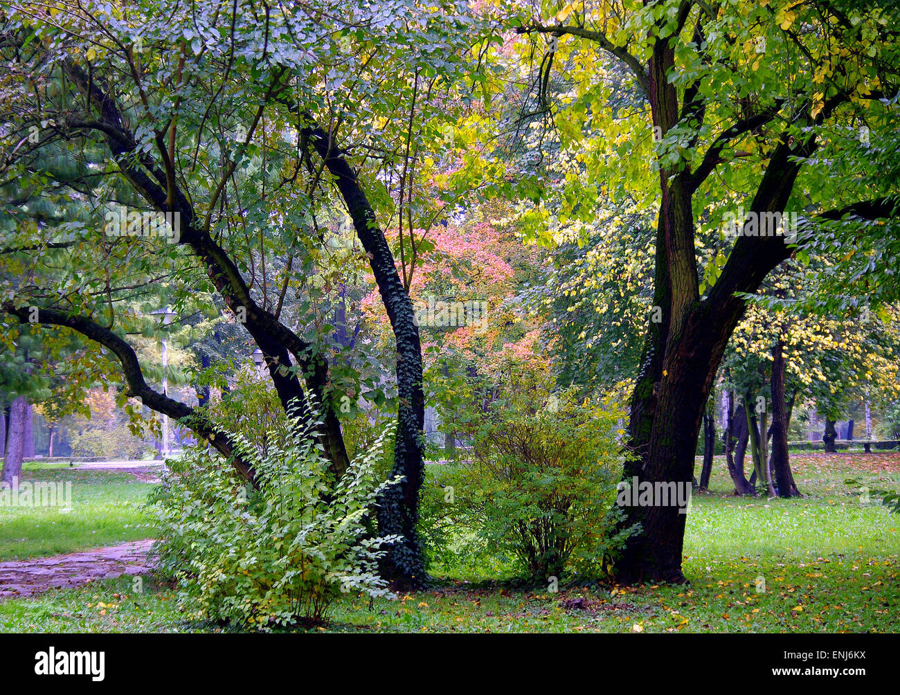 Palette of different autumn colors on plants and trees in Topcider park ...