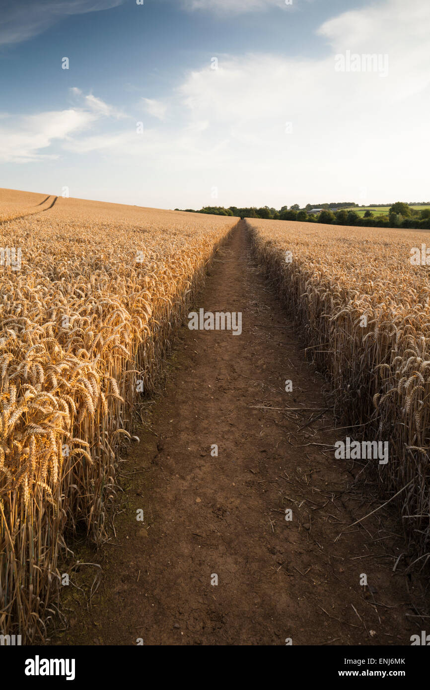 A long, straight public footpath cuts through a crop of wheat in the ...
