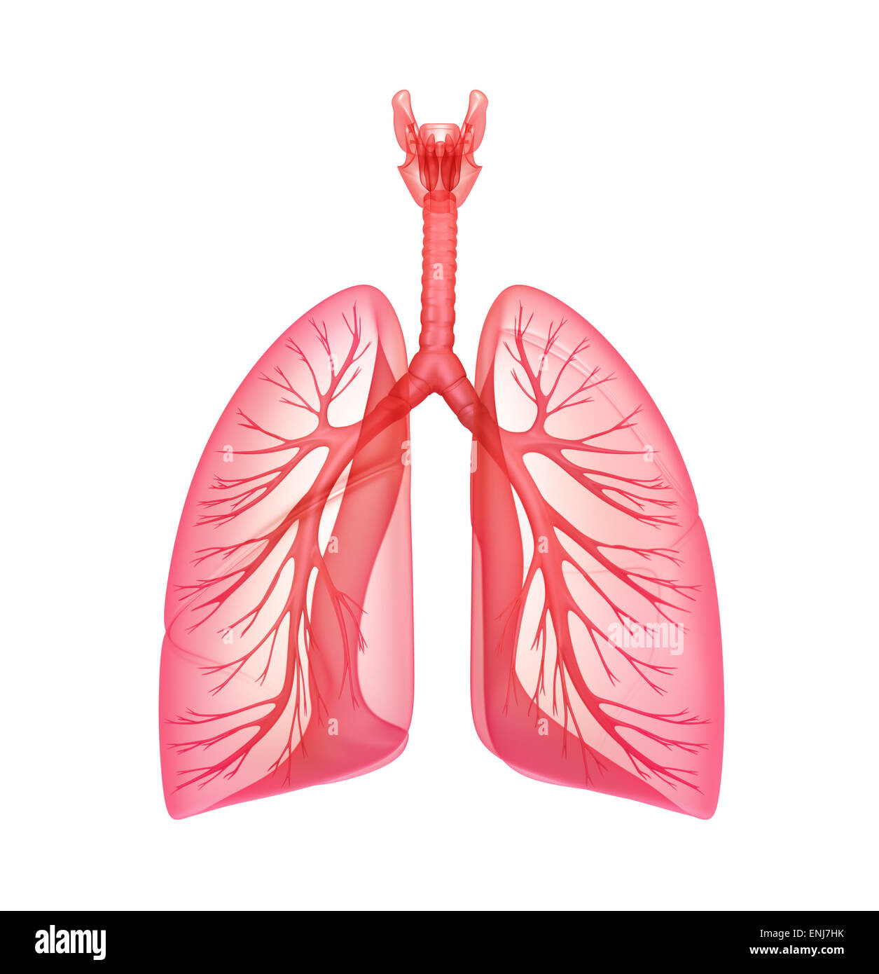 Lungs - pulmonary system. Front view, isolated on white Stock Photo - Alamy