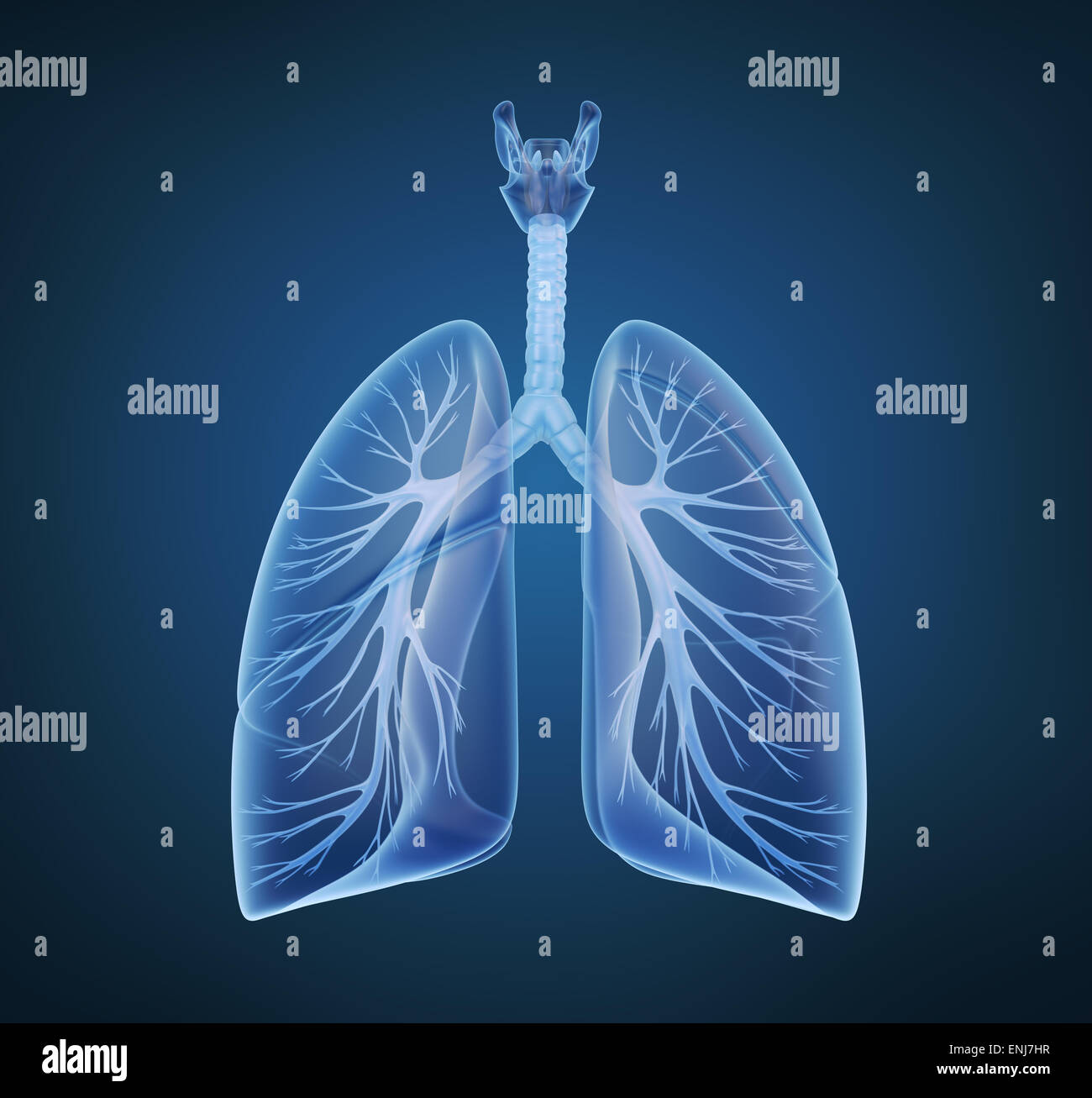 Human lungs and bronchi in x-ray view Stock Photo - Alamy