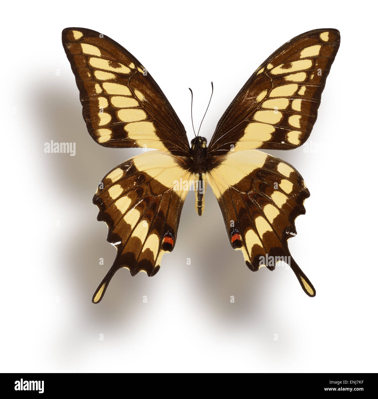 Butterfly isolated on white Stock Photo - Alamy