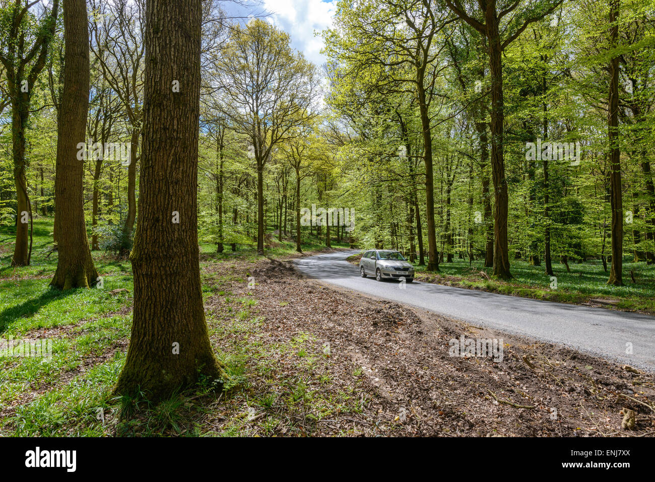 Car driving through forest hi-res stock photography and images - Alamy