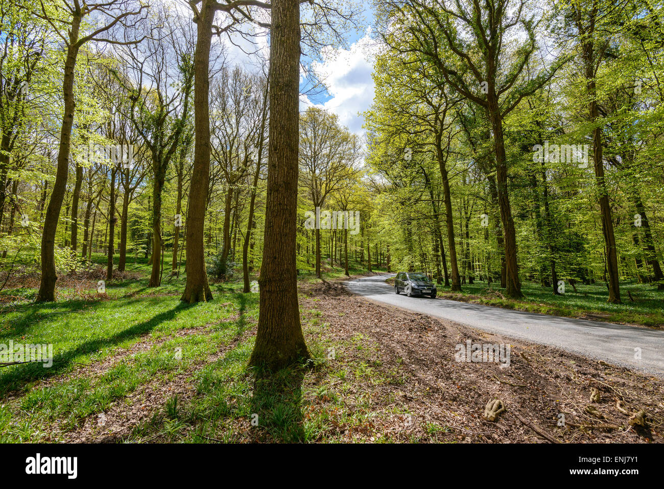 Car on quiet country road driving through Forest of Dean in spring ...