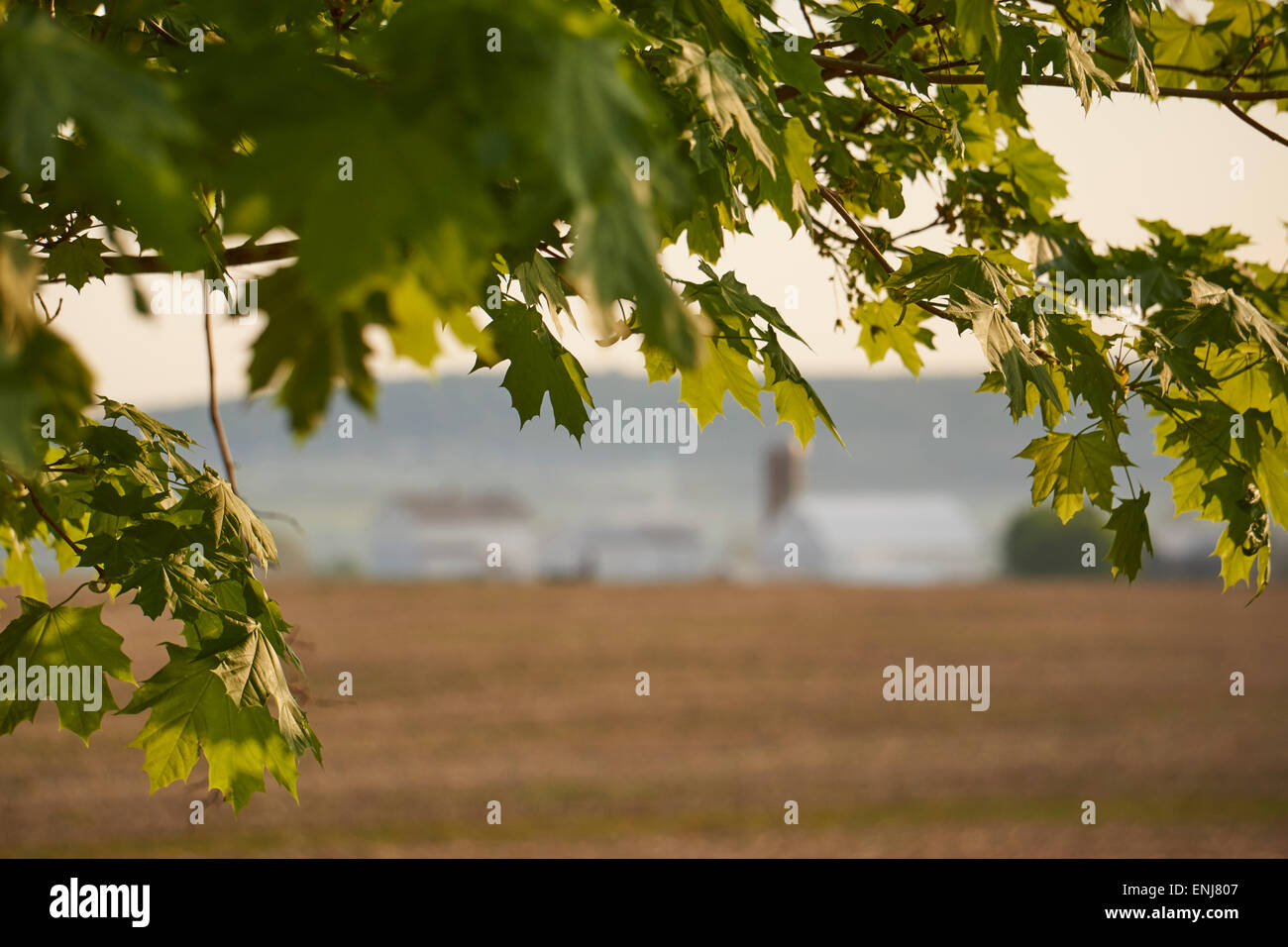 Maple tree with farm fields in the distance Stock Photo - Alamy