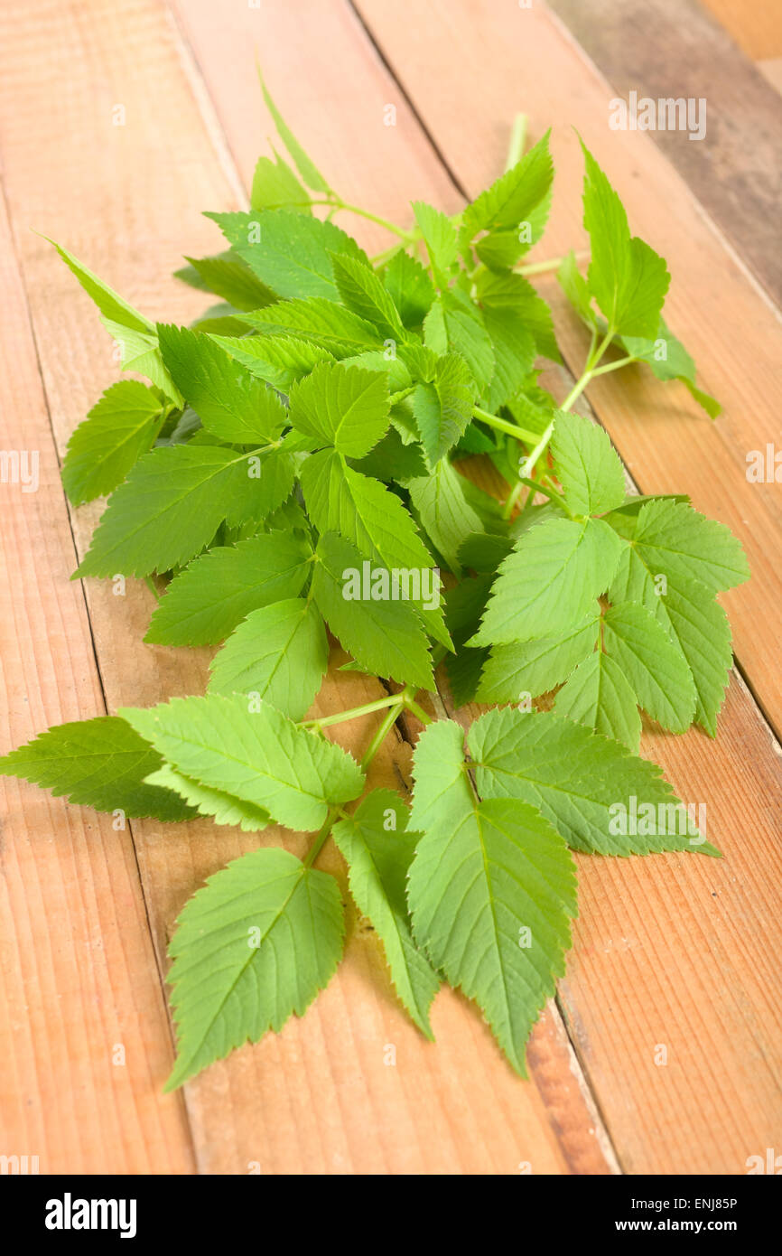 Goutweed hi-res stock photography and images - Alamy