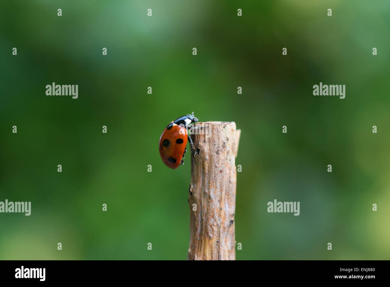 ladybird readying for take off Stock Photo - Alamy